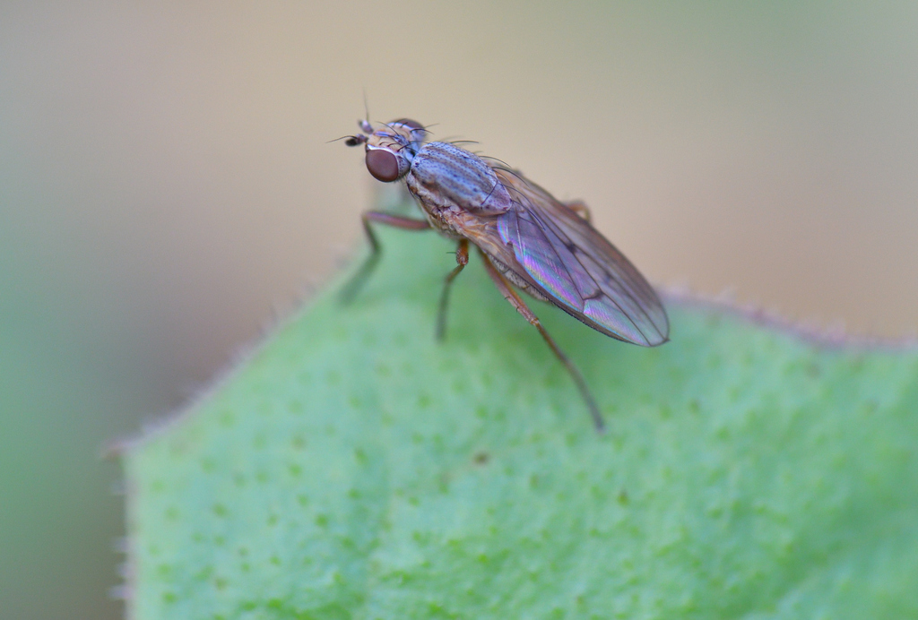 Pherbellia cinerella from 83210 Solliès-Toucas, France on November 13 ...