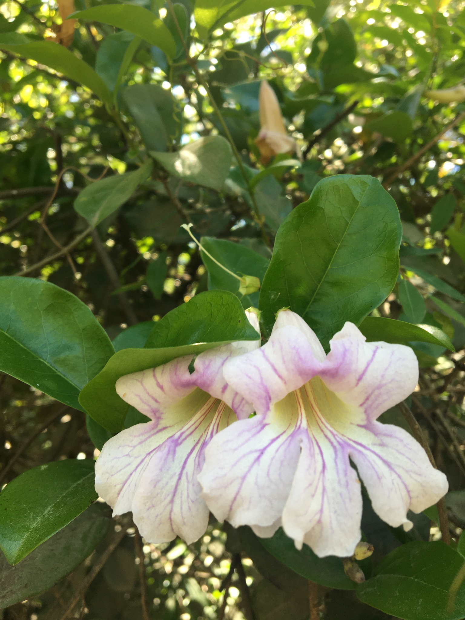 Bignonia callistegioides Cham.