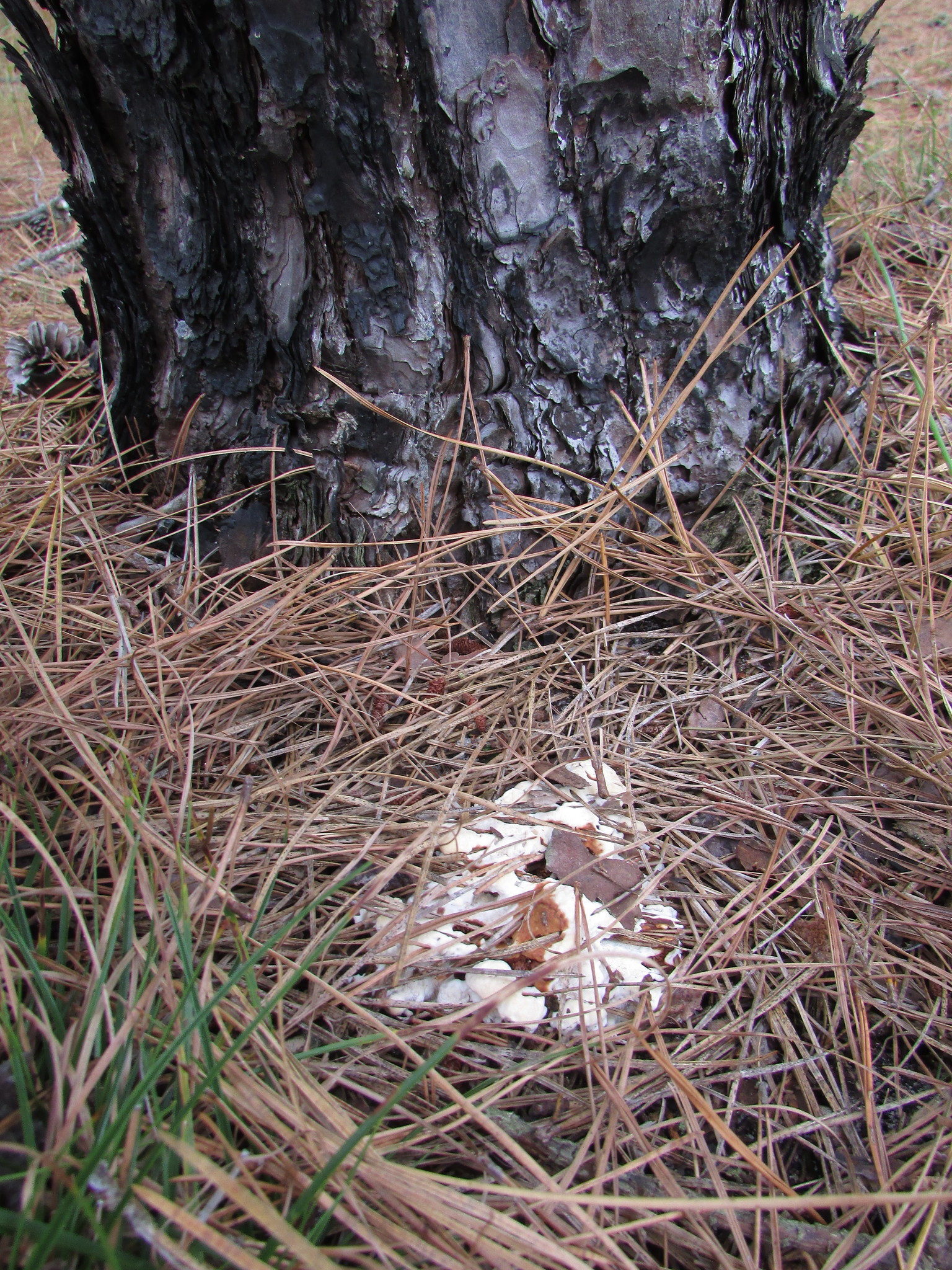 Heterobasidion irregulare Garbel. & Otrosina