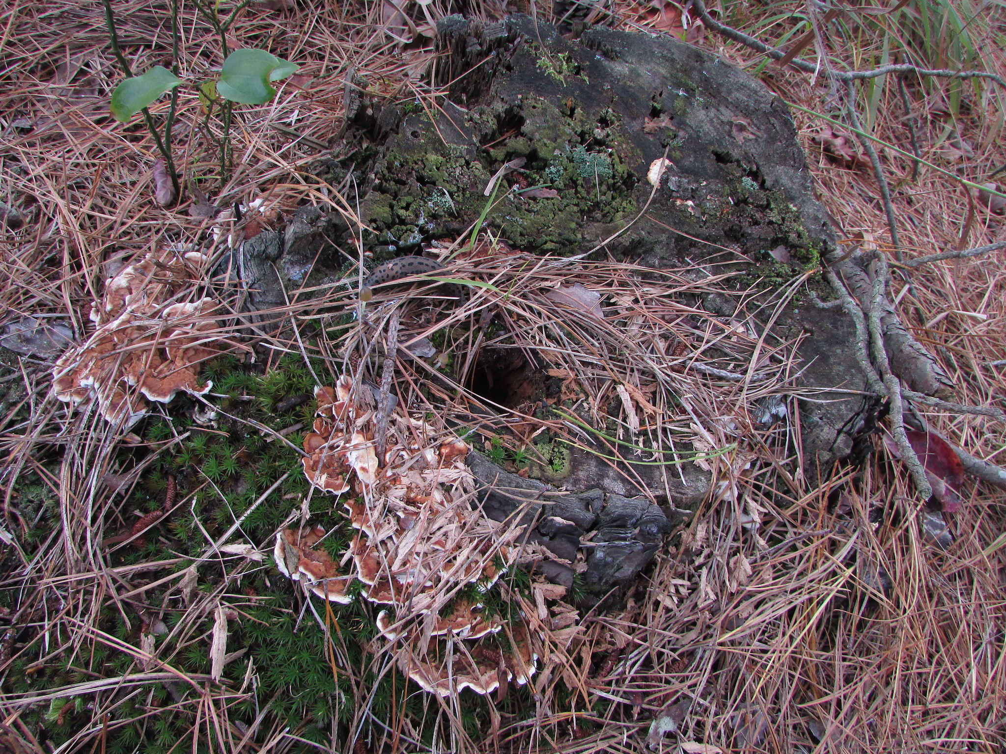 Heterobasidion irregulare Garbel. & Otrosina