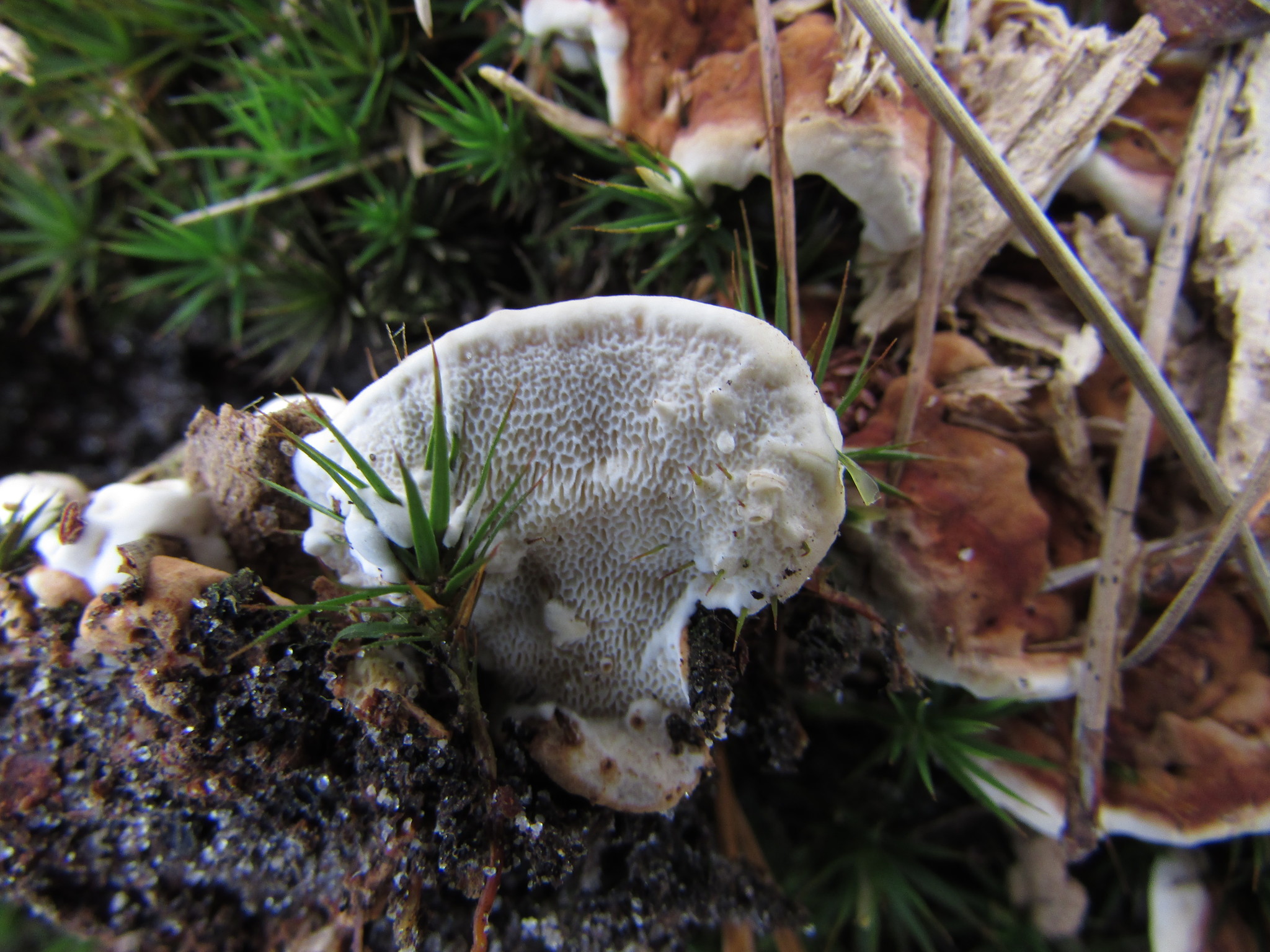 Heterobasidion irregulare Garbel. & Otrosina