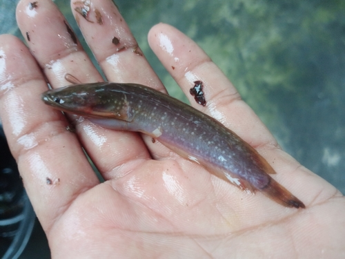 Broadhead Catfish (Fishes of North Selangor Peat Swamp Forest ...