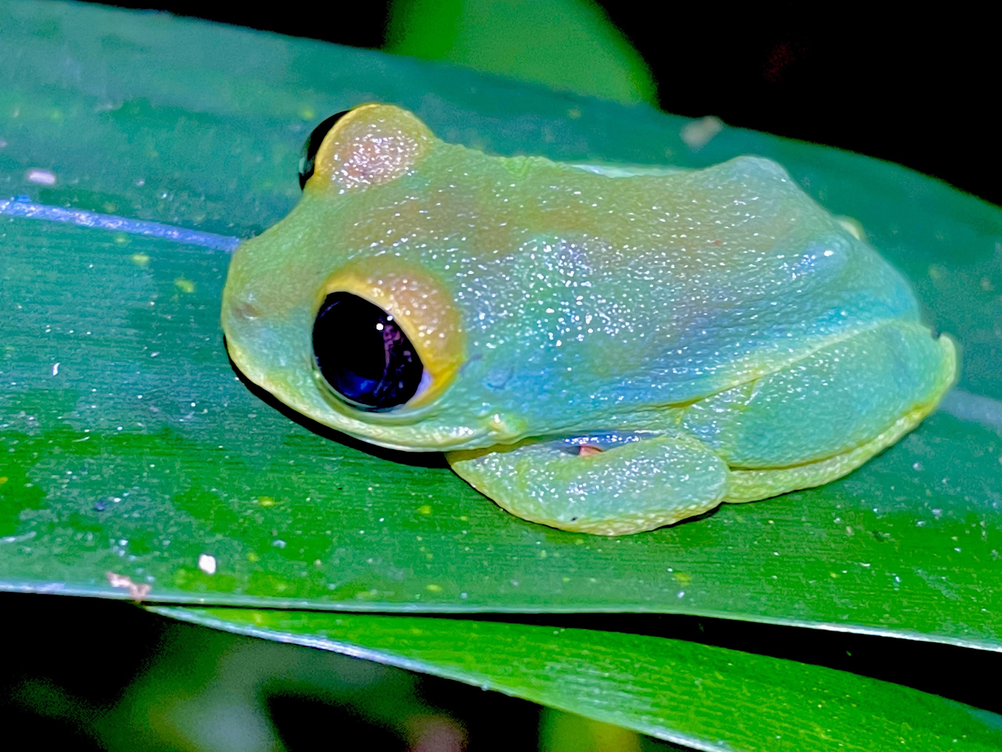 Big Eyed Tree Frog New Species Of Tree Frog Discovered In Brazil