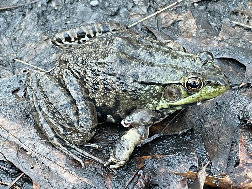 Green Frog from Hardwick Township, NJ, USA on November 12, 2021 at 04: ...