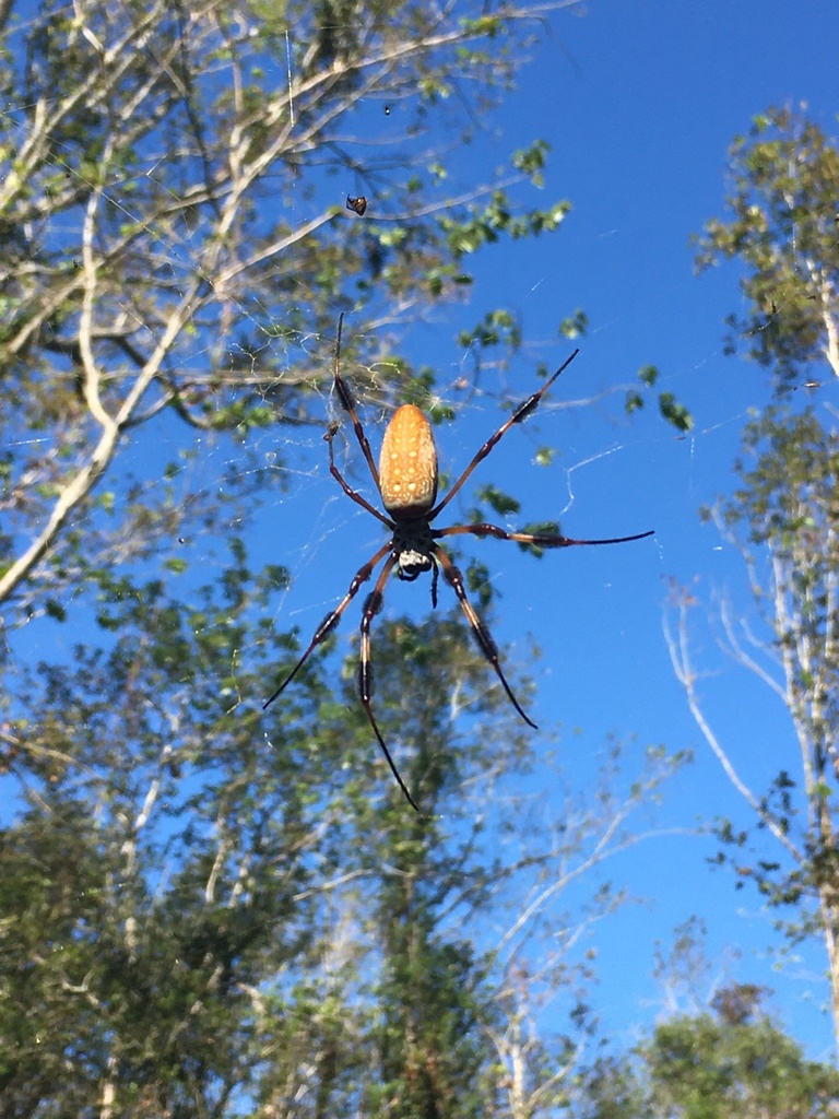 Golden Silk Spider from Patterson Rd, New Orleans, LA, US on November ...
