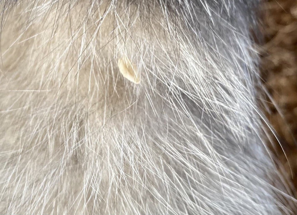 Flea tapeworm from Winkler, MB, Canada on November 6, 2021 at 11:50 AM ...