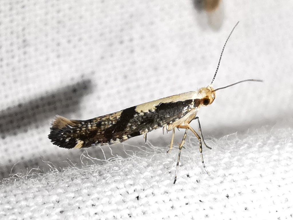 Apple Fruit Moth (Lepidoptera of Savoy Mountain State Forest (Berkshire ...