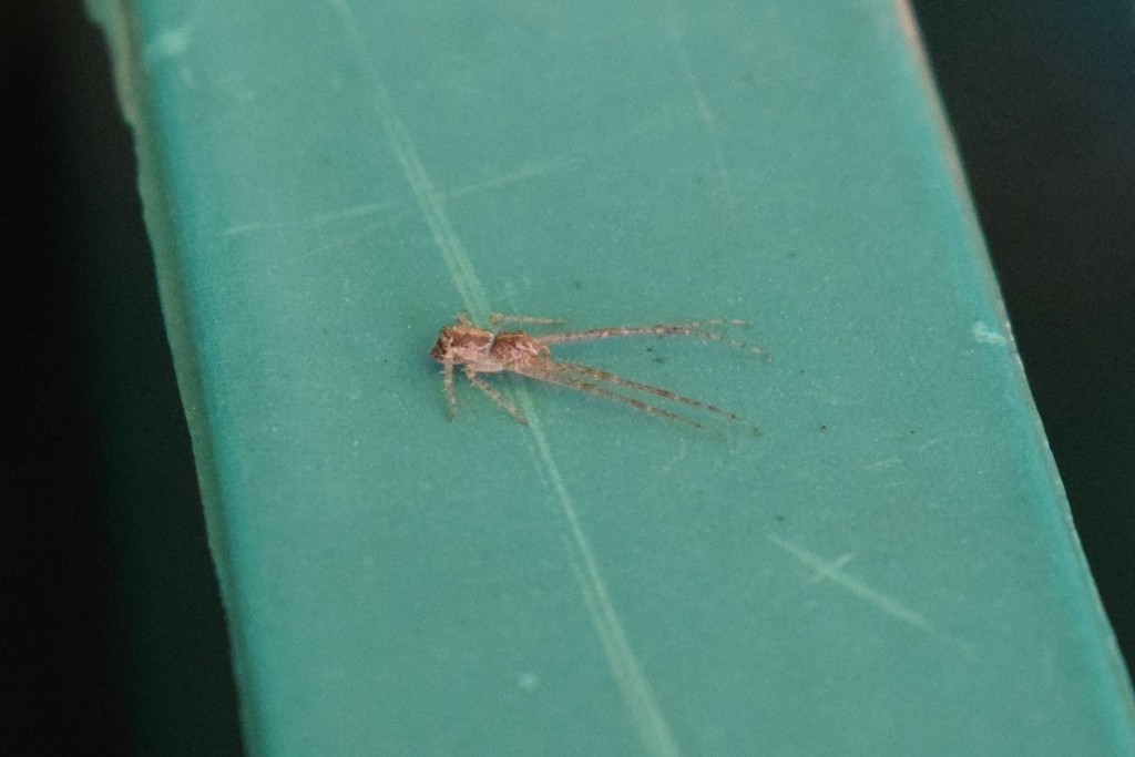 Octopus Spiders from Davoodiyeh, District 3, Tehran, Tehran Province ...