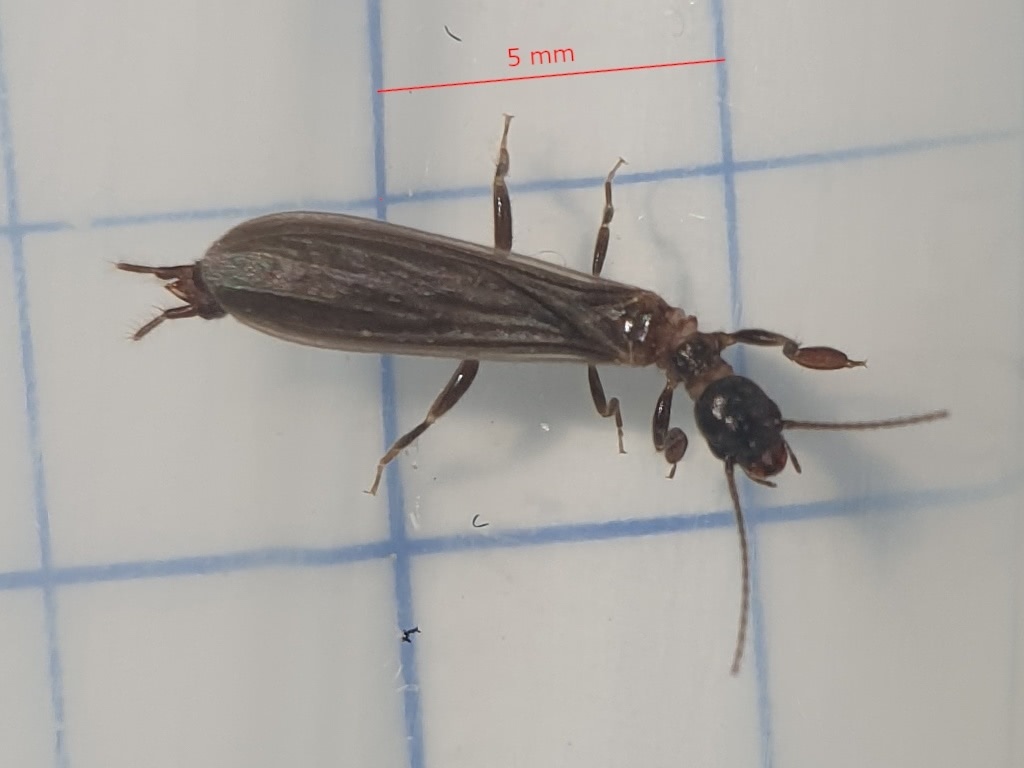 Black Webspinner from Haifa, Israel on November 13, 2021 at 07:07 PM by ...