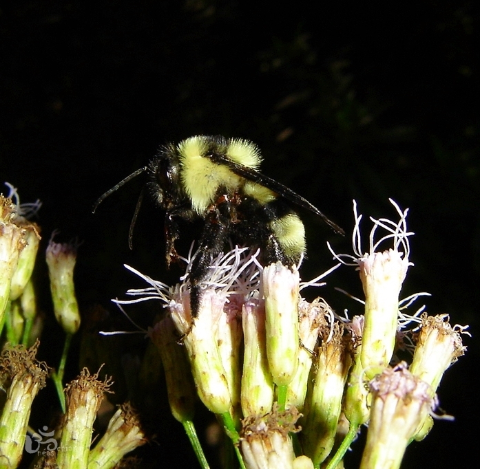 Brazilian Bumble Bee from Jundiaí - SP, Brasil on April 17, 2007 at 03: ...