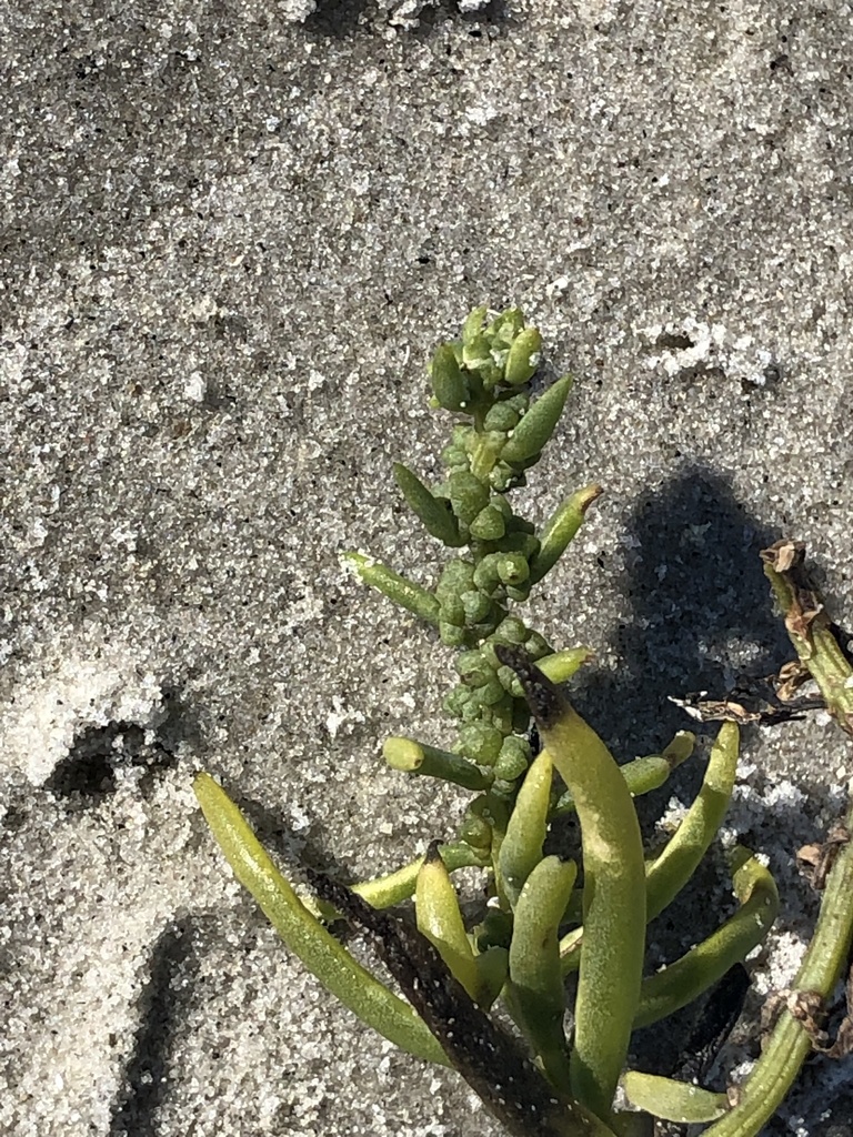 Saltwort from Hilton Head Island, Hilton Head Island, SC, US on ...