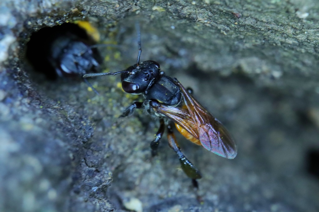 Zexmenia Stingless Bee (Belize Bees) · iNaturalist