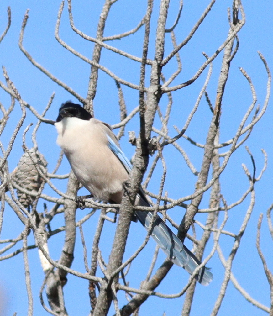 Iberian Magpie from Ávila, Spain on November 01, 2021 at 12:55 PM by ...
