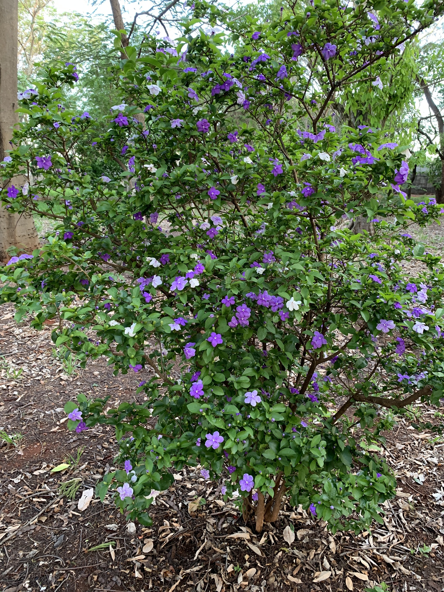 Brunfelsia uniflora (Pohl) D.Don
