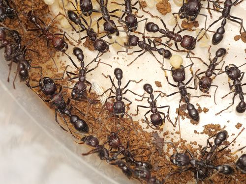 Hormiga bala (Insectos Papa´s Place) · iNaturalist