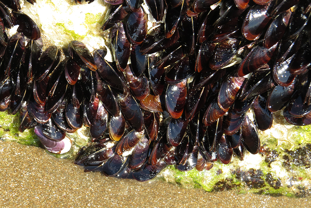 Brachidontes rodriguezii (d'Orbigny, 1842)