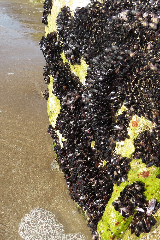 Brachidontes rodriguezii (d'Orbigny, 1842)