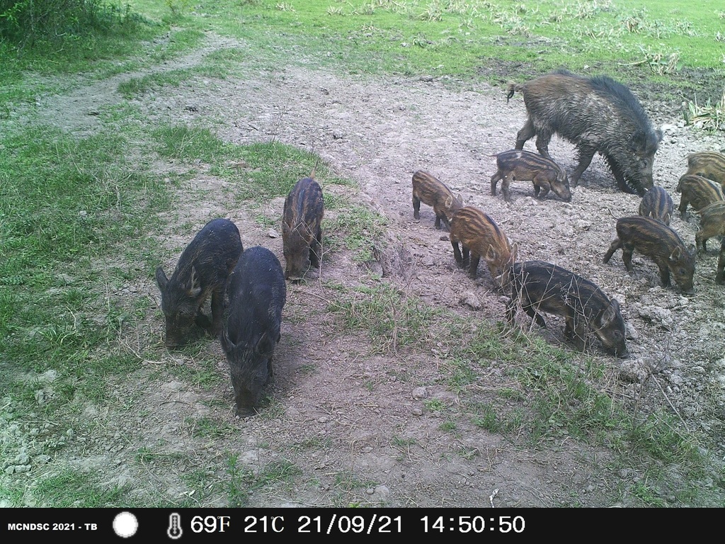 Wild Boar from San Cristóbal, AR-SF, AR on September 21, 2021 at 02:50 ...