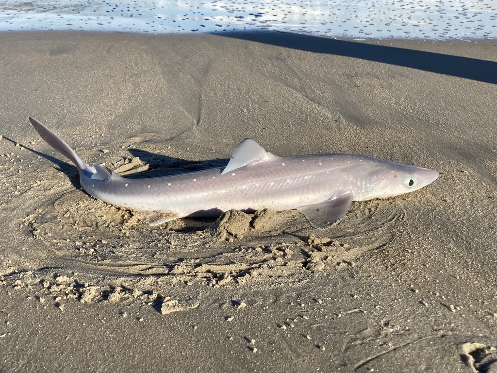 White-spotted Dogfish in November 2021 by Tim Smoot · iNaturalist