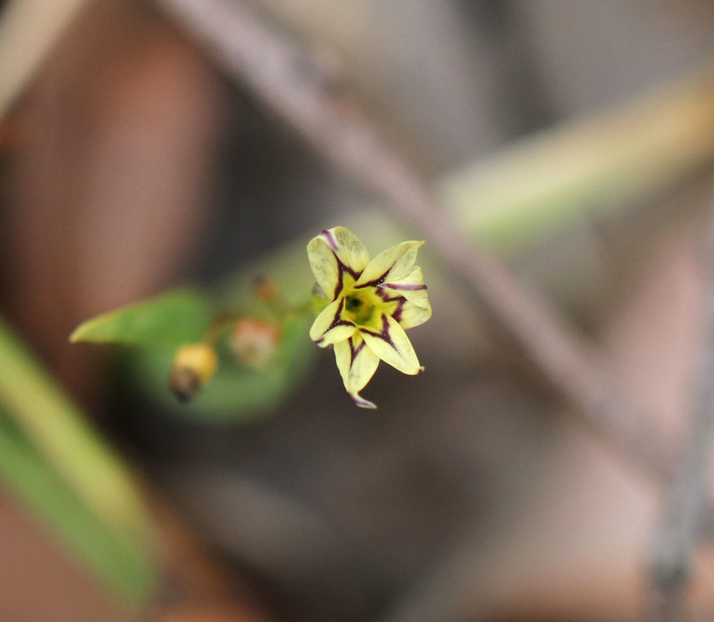 Blue Pigroot in October 2021 by juliegraham173 · iNaturalist