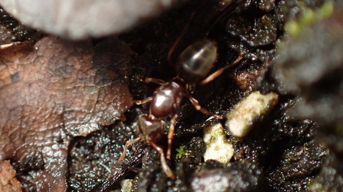 Lasius subglaber · iNaturalist United Kingdom