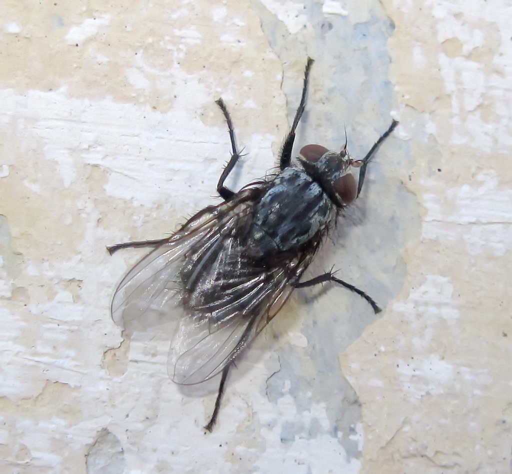 Muscina prolapsa from Sudats'ka, UA-KR, UA on December 28, 2014 at 02: ...