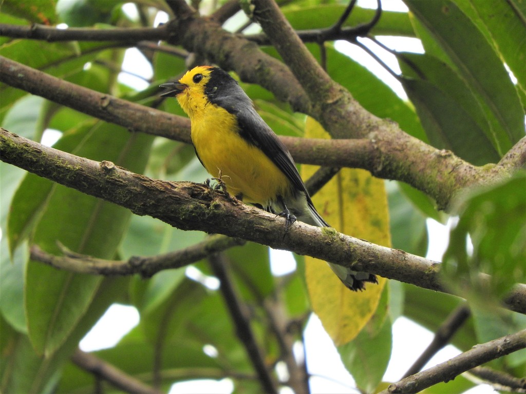 Spectacled Redstart from Valle de Sibundoy, Sibundoy, Putumayo, Colombia on November 3, 2021 at ...
