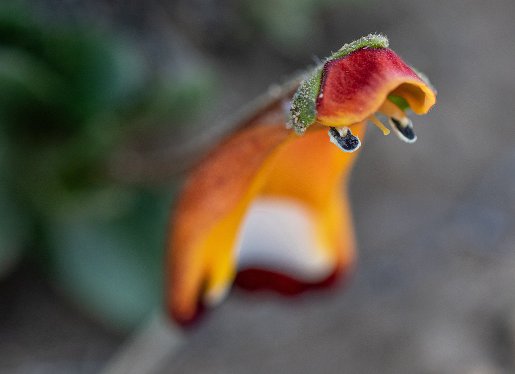 Darwin's Slipper (Calceolaria uniflora) - Botanical Realm