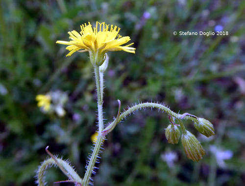 Crepis neglecta · iNaturalist
