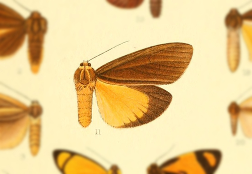 Churinga metaxantha · iNaturalist