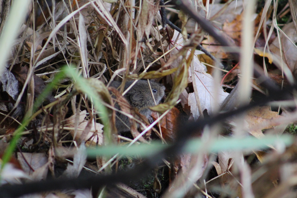 Southern Red-backed Vole from Châteauguay, QC, Canada on November 13 ...