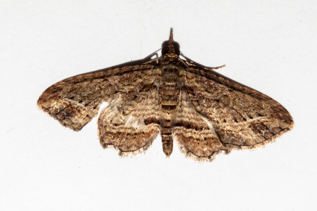 Australian Pug Moth from Portobello, Dunedin, New Zealand on November 06, 2021 at 08:38 PM by ...