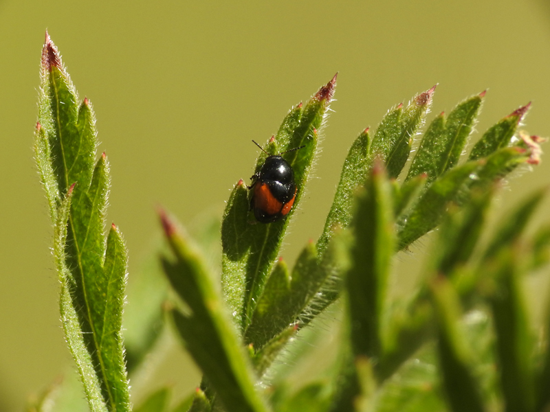 Lexiphanes biplagiatus from Castelar, Provincia de Buenos Aires ...