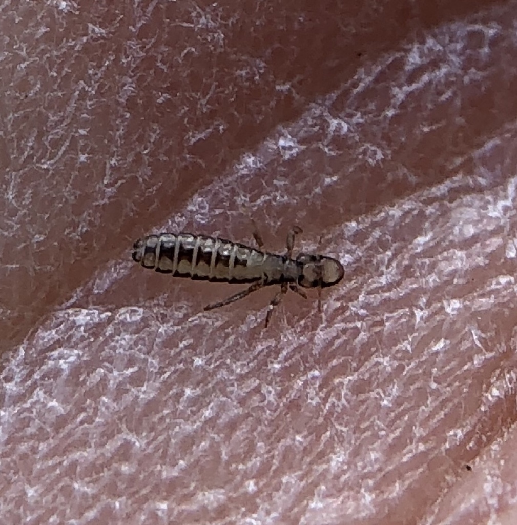 Poultry Wing Louse from Santa Fe Oakland on April 29, 2018 at 02:19 PM ...