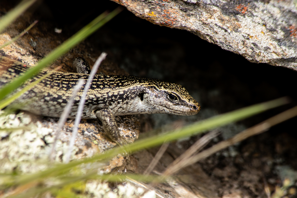 Grand Skink (Lizards of Aotearoa ) · iNaturalist
