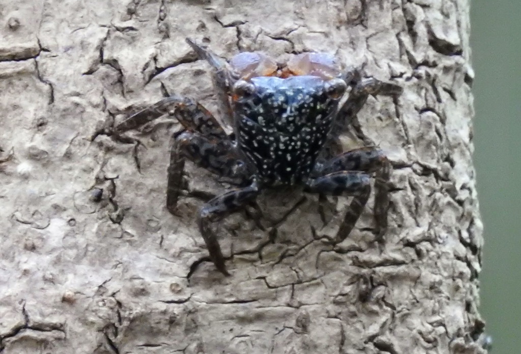 Mangrove Tree Crab from 700 Sandpiper St, New Smyrna Beach, FL 32169 ...