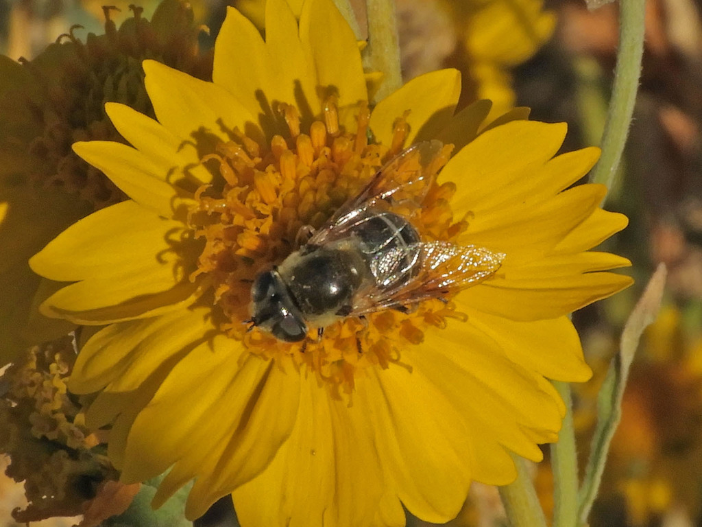 Yellow-shouldered Drone Fly from Robbins Butte Area, Maricopa Co ...
