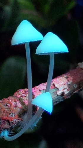 Photo 168729501, (c) Alan Rockefeller, some rights reserved (CC BY ...