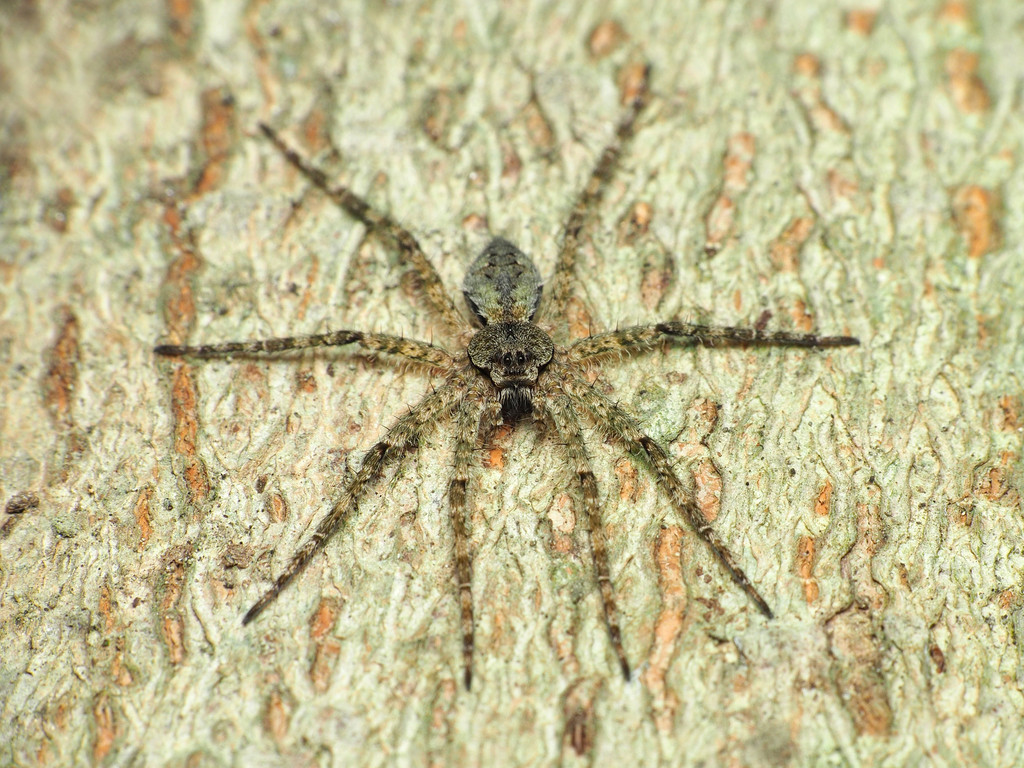 White-banded Fishing Spider from Rock Creek Park, District of Columbia ...