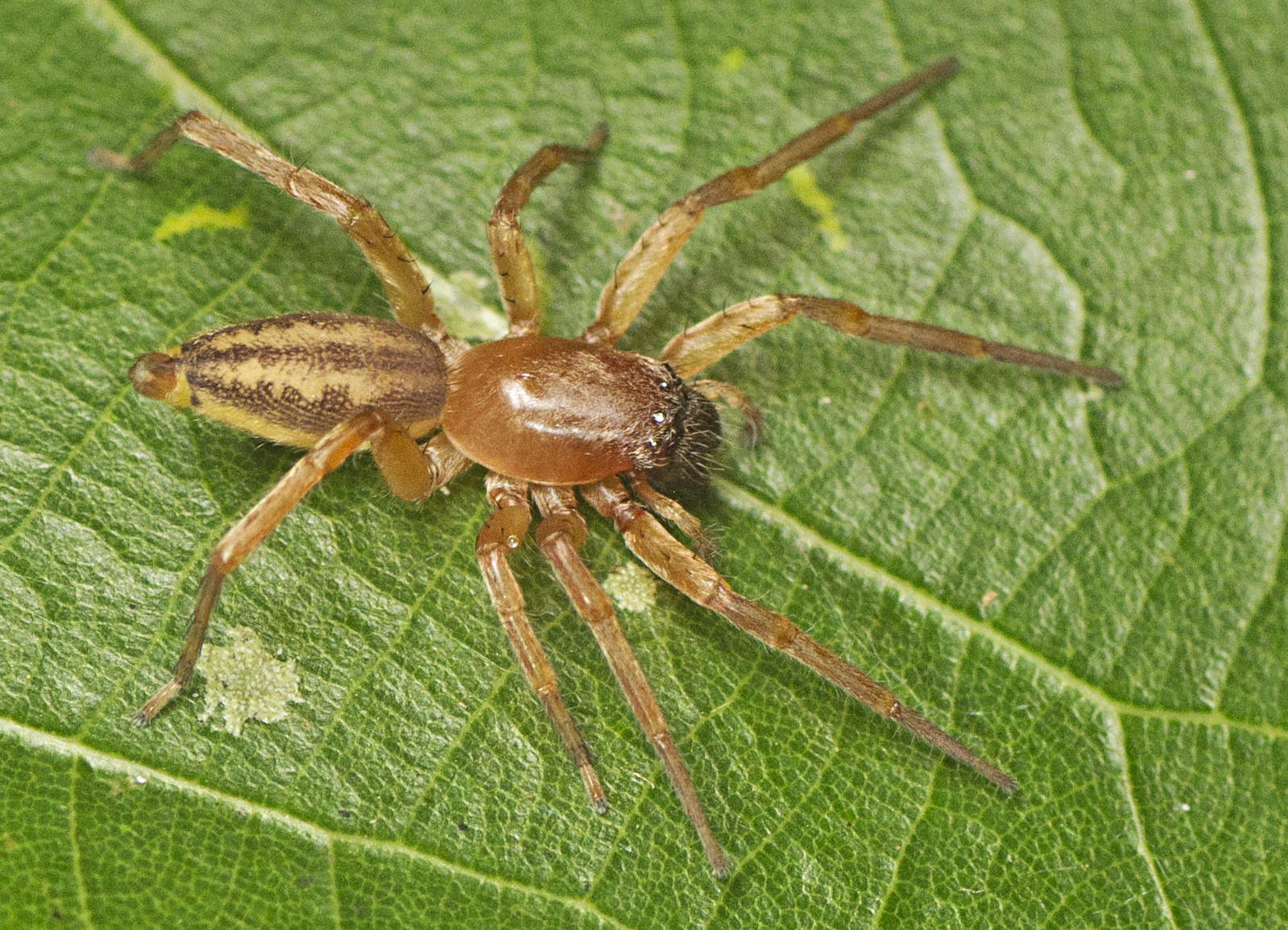 Clubiona robusta L.Koch, 1873