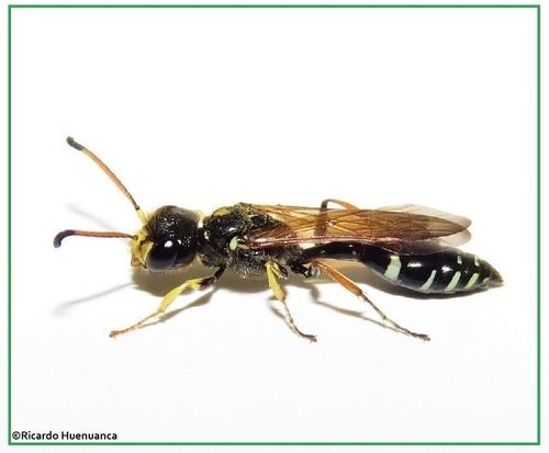 Trachypus denticollis · iNaturalist