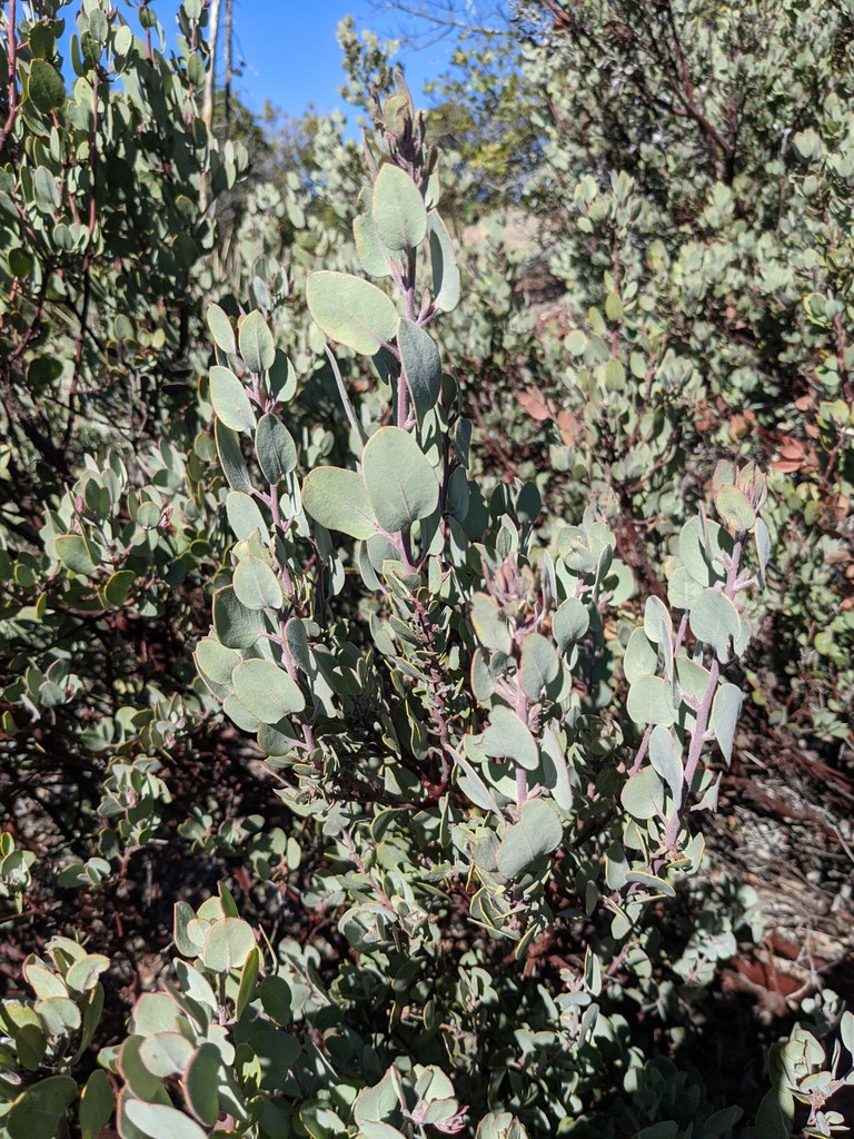 Bishop manzanita in November 2021 by Chloe and Trevor Van Loon. Leaf ...