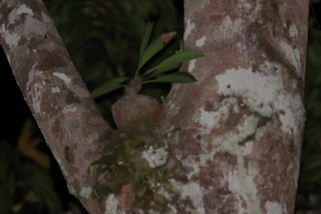 Ant plant in October 2021 by Cemone Hedges · iNaturalist