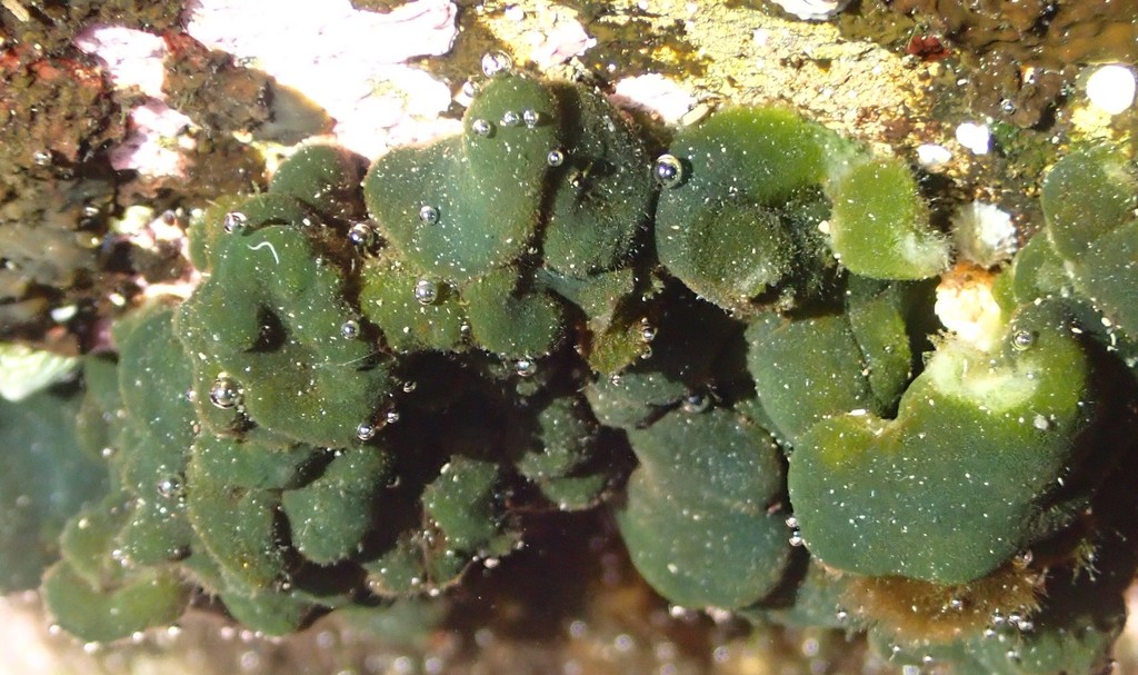 Spongy Codium from Winnie Bay, Copacabana NSW, Australia on November 14 ...