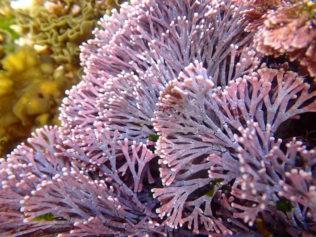 Amphiroa anceps from Winnie Bay, Copacabana NSW, Australia on November ...