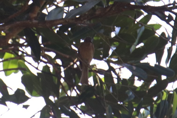 Chestnut-breasted Cuckoo from Lockhart QLD 4892, Australia on October ...