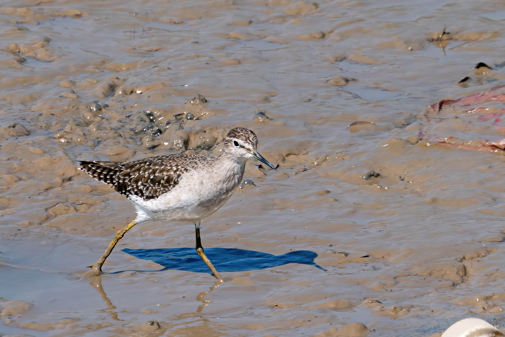 Wood Sandpiper in November 2021 by Kelvin Joshua Che · iNaturalist