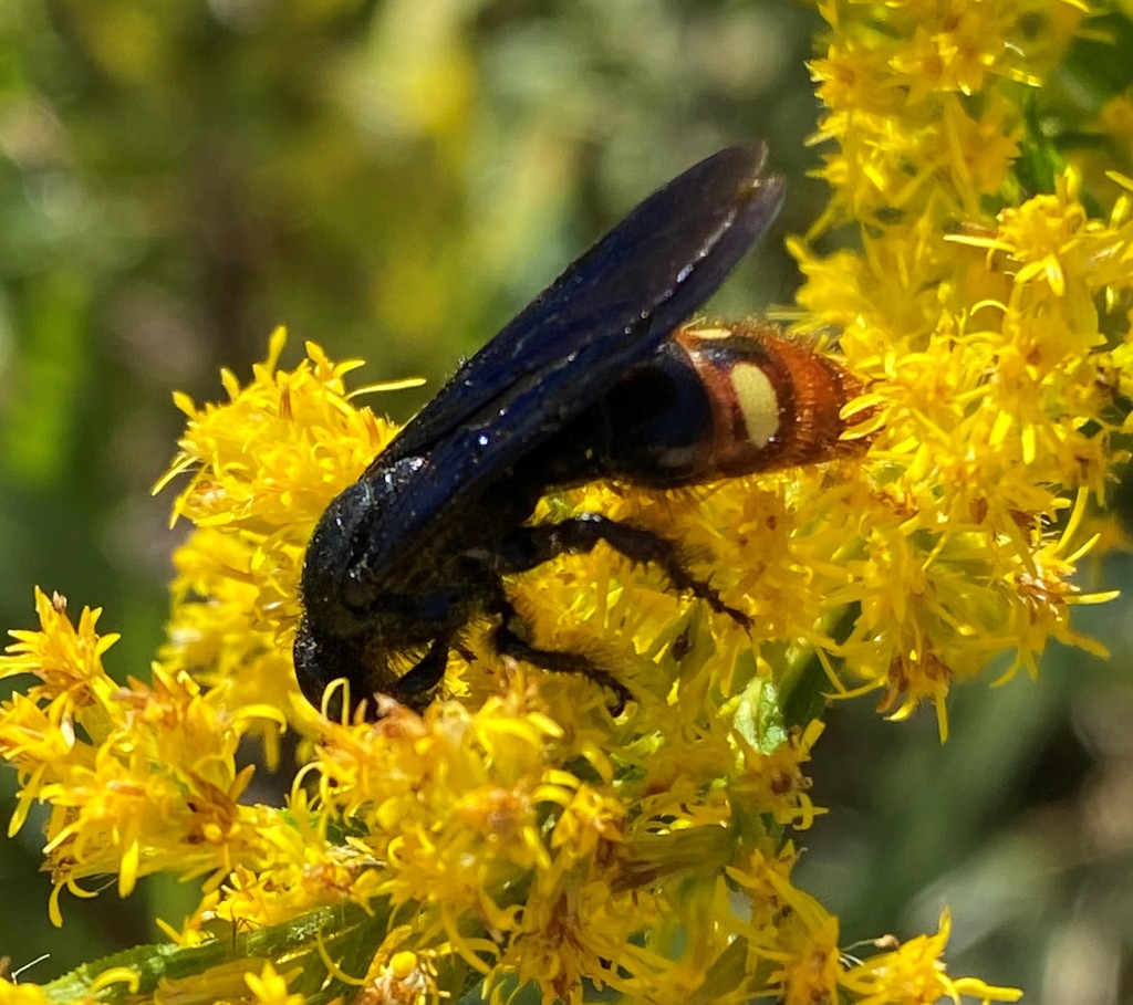 Two-spotted Scoliid Wasp from Co. Rd. 220 at Church Pond, Lauderdale ...