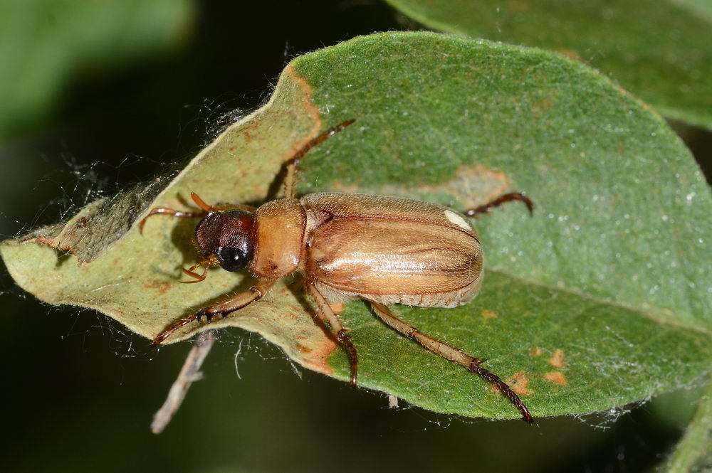 Adoretus nigrifrons (Steven, 1809)