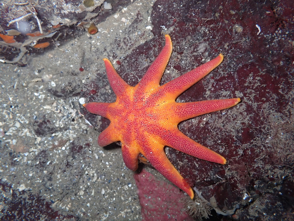 Purple Sun Star from Lions Bay, BC, Canada on November 13, 2021 at 12: ...